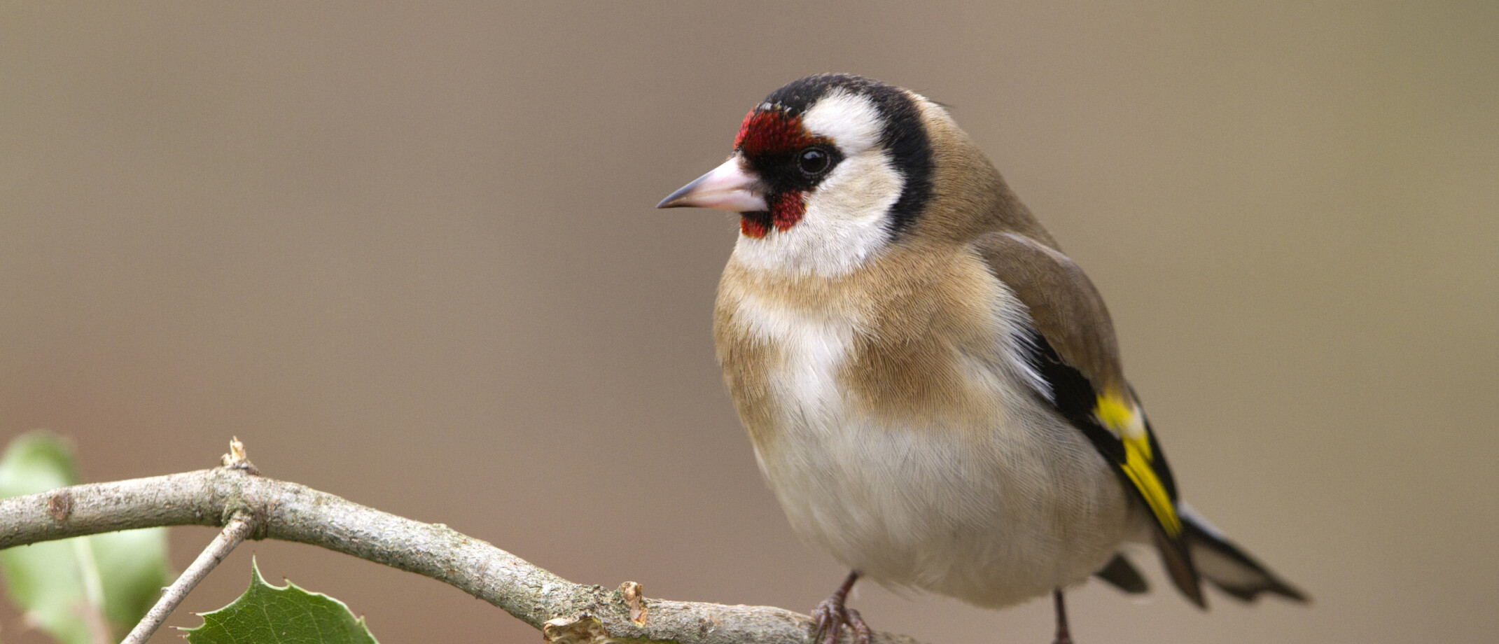 Waarom de naam Puttertje? | Vogel-blog
