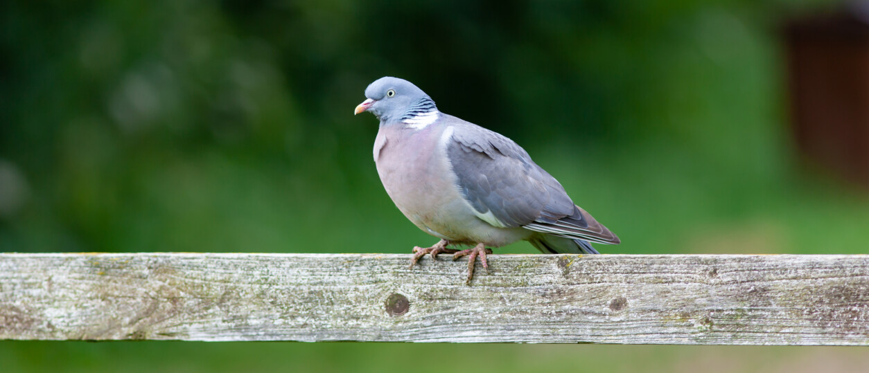 Wat voor soort duiven zijn er in Nederland? | Vogel-blog