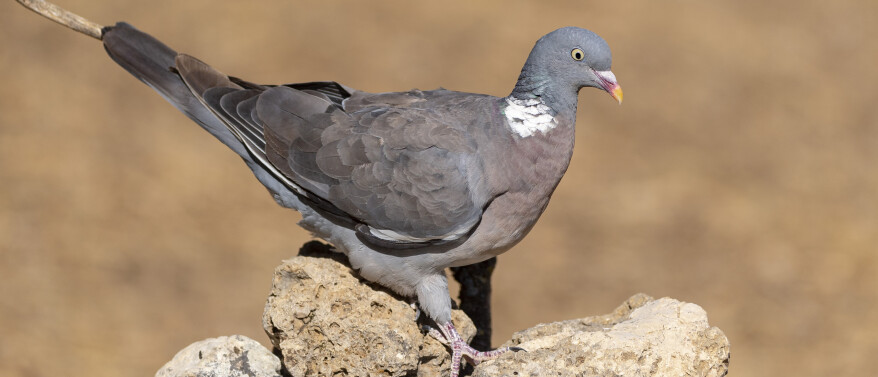Wat voor soort duiven zijn er in Nederland? | Vogel-blog