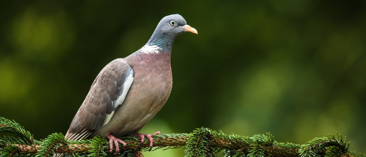 Wat eet de houtduif? | Vogel-blog