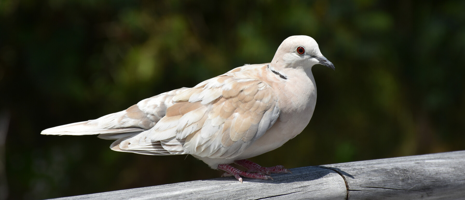 Alles over de Turkse Tortel in Nederland | Vogel-blog