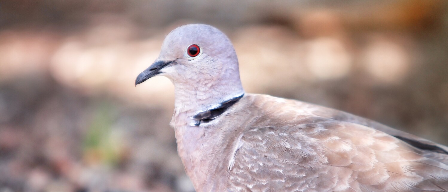 Hoe oud kan een Turkse tortelduif worden | Vogel-blog
