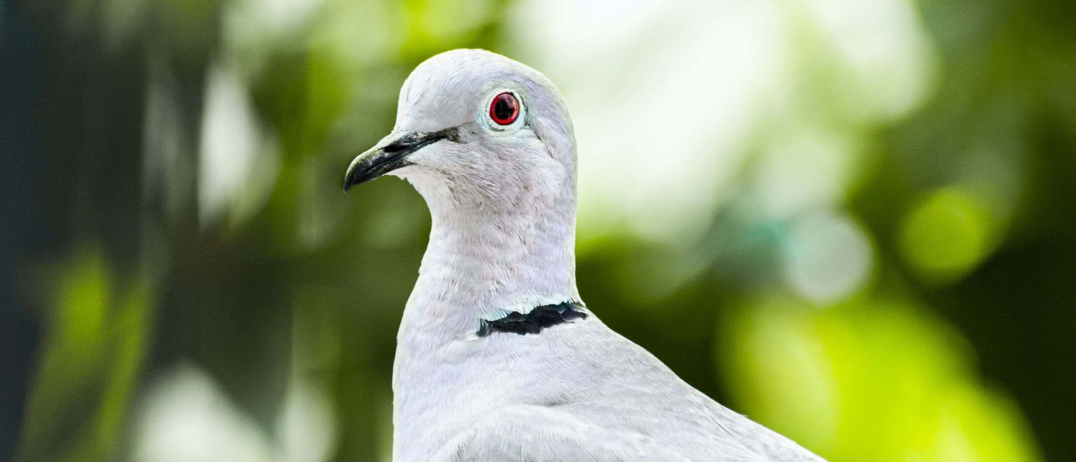 Waar nestelen Turkse tortels? | Vogel-blog