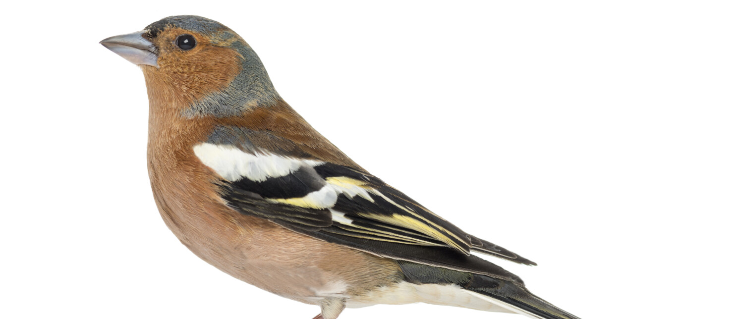 Waar leeft de wilde eend? | Vogel-blog