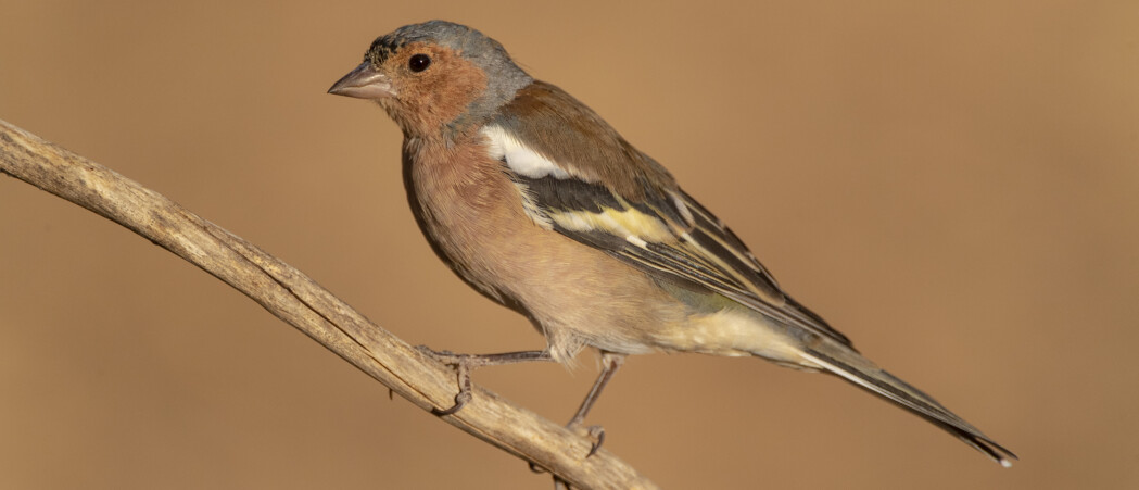 Wat is de vink? | Vogel-blog