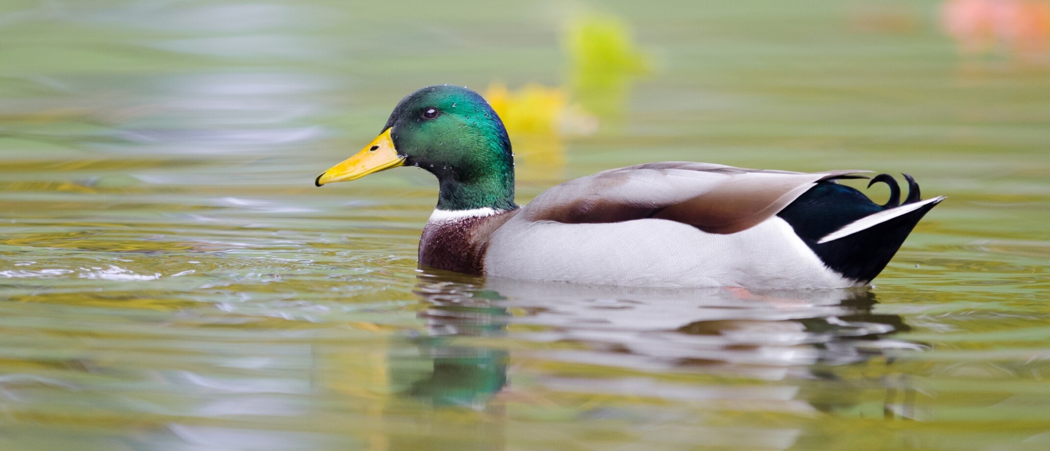 Waar leeft de wilde eend? | Vogel-blog