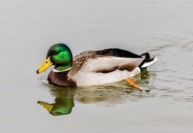 Hoe herken je een wilde eend? | Vogel-blog