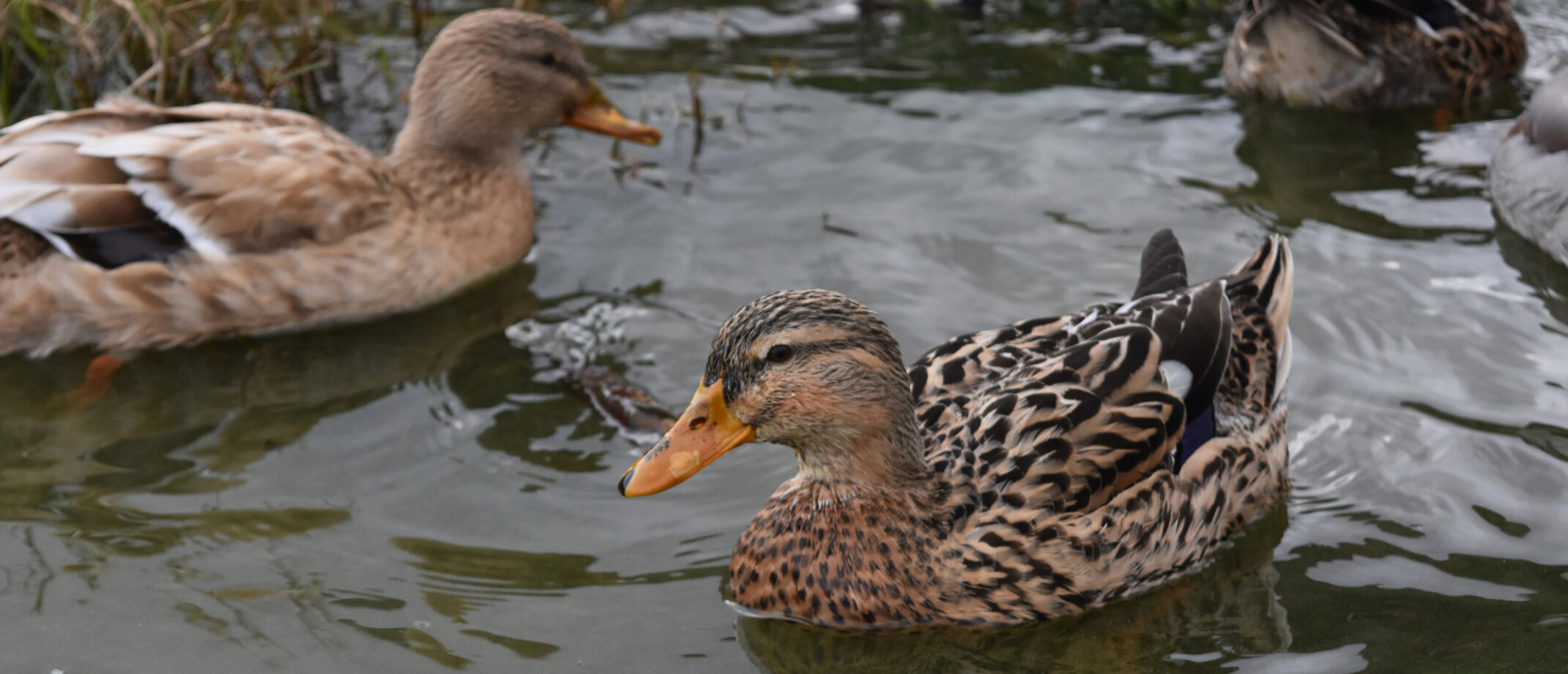 Wat zijn de vijanden van de wilde eend? | Vogel-blog