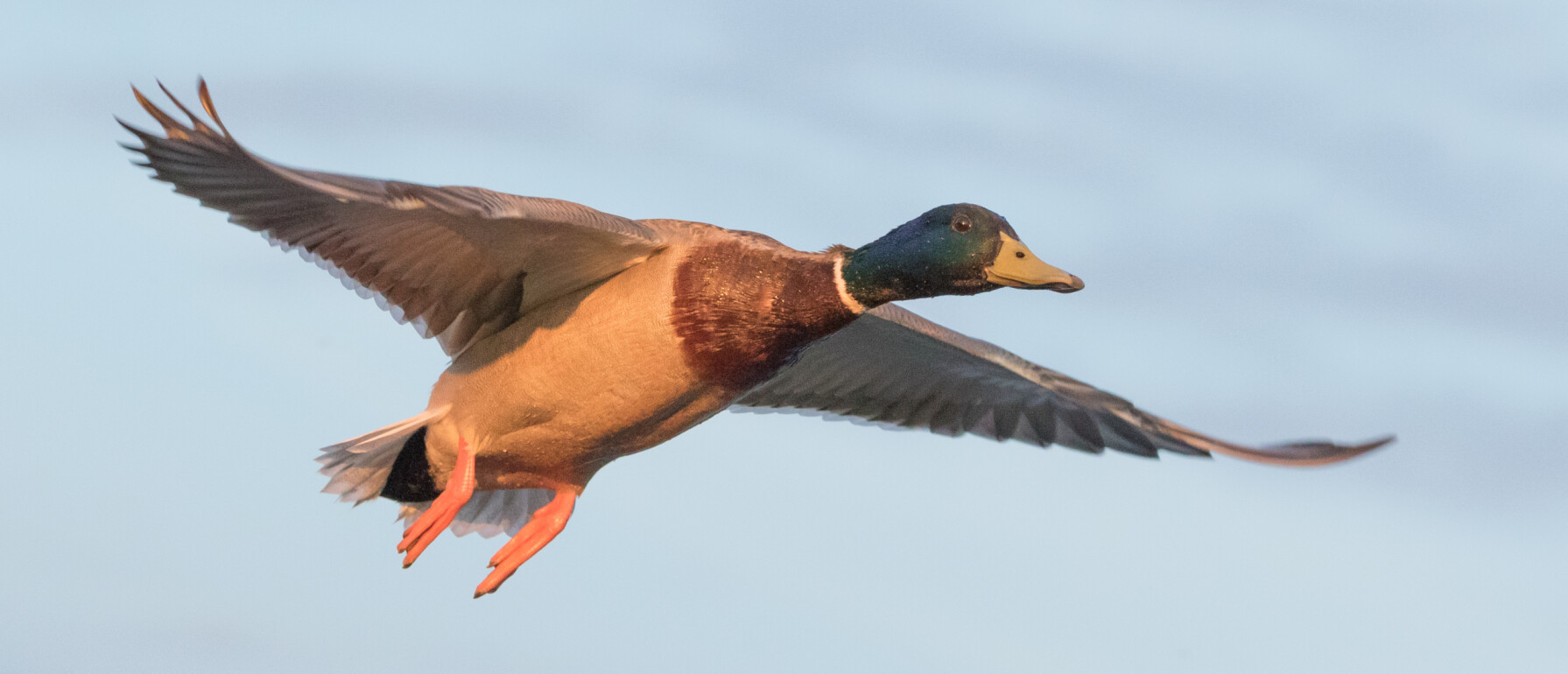 Wilde Eenden - Alles over Wilde Eenden in Nederland | Vogel-blog