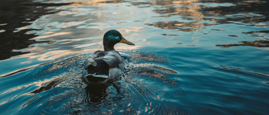 Waar slaapt een Wilde Eend? | Vogel-blog