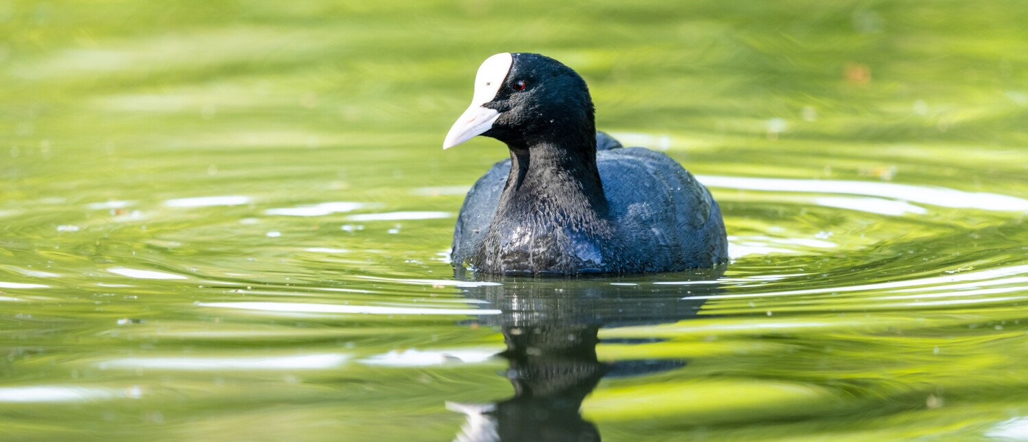 Meerkoet - Alles over de Meerkoet in Nederland | Vogel-blog