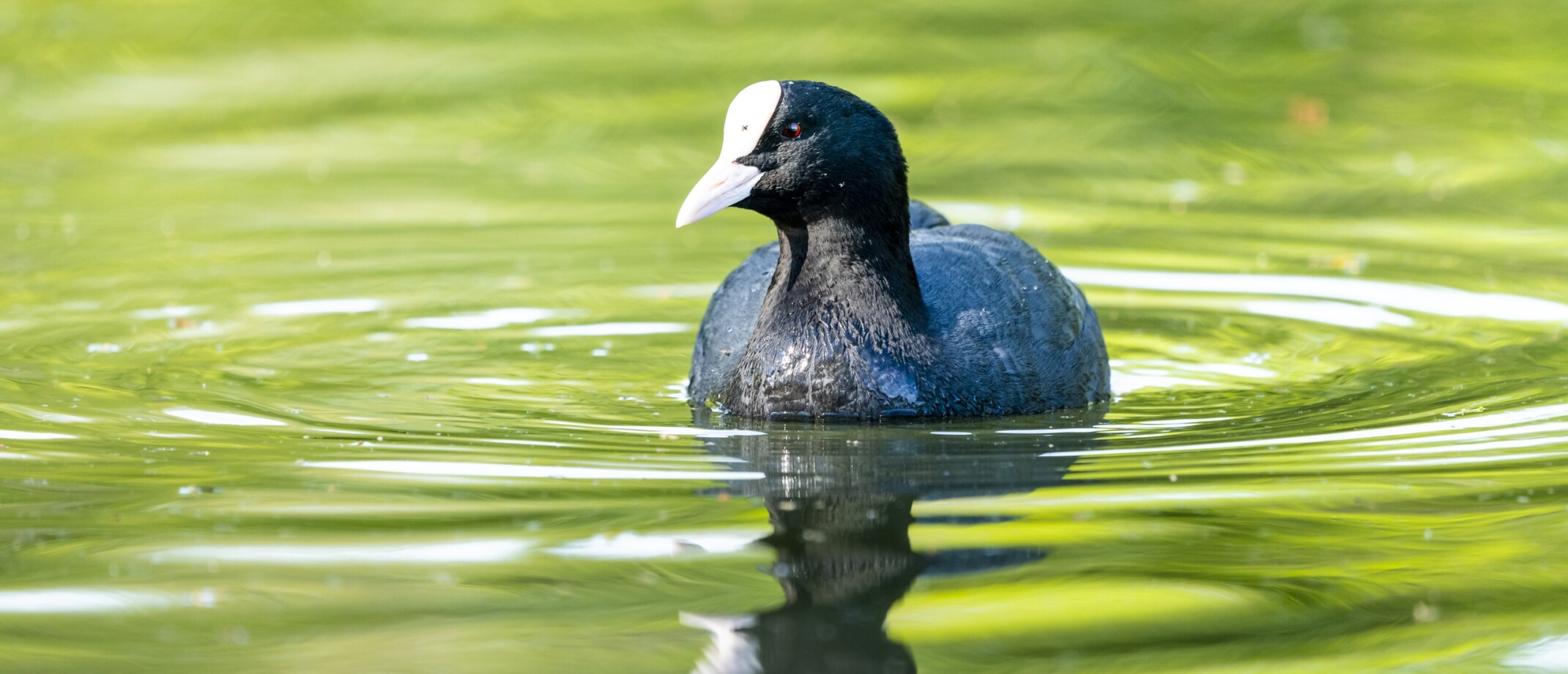 Meerkoet - Alles over de Meerkoet in Nederland | Vogel-blog