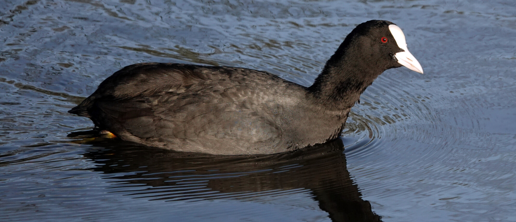 Meerkoet - Alles over de Meerkoet in Nederland | Vogel-blog