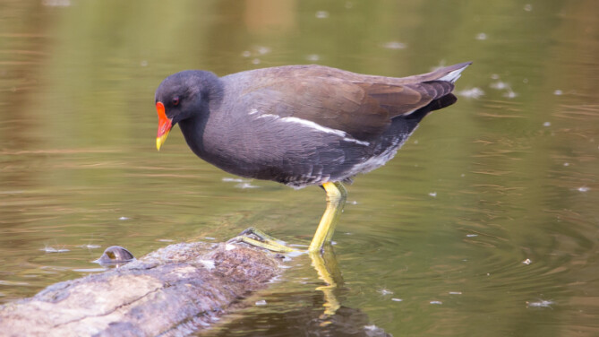 Wat is het verschil tussen een meerkoet en een waterhoen? | Vogel-blog