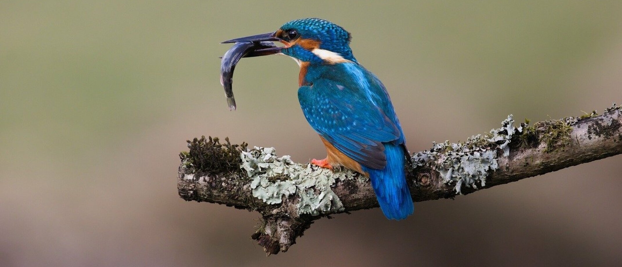 Alles over de Ijsvogel in Nederland | Vogel-blog