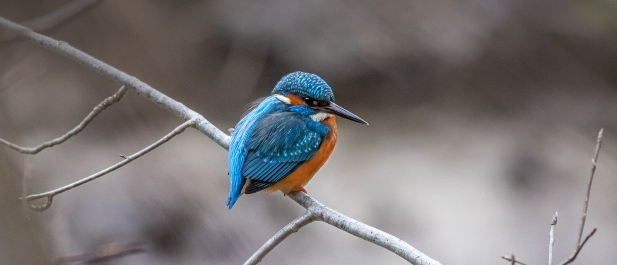 Waar kan een ijsvogel niet tegen? | Vogel-blog