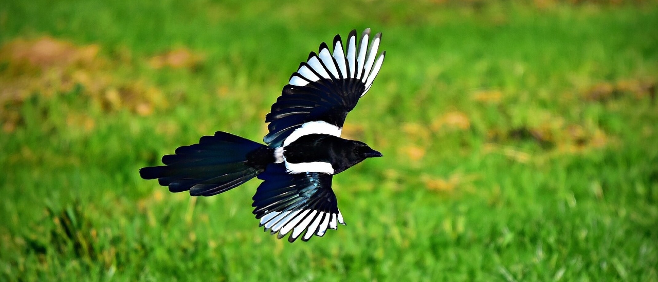 Alles over de Ekster | Vogel-blog