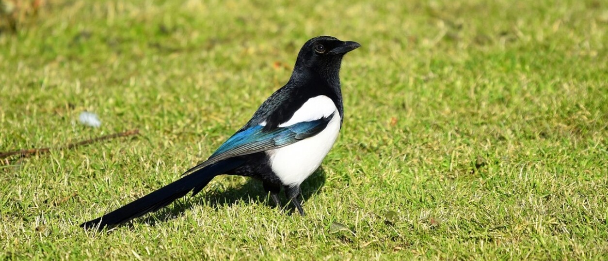 Alles over de Ekster | Vogel-blog