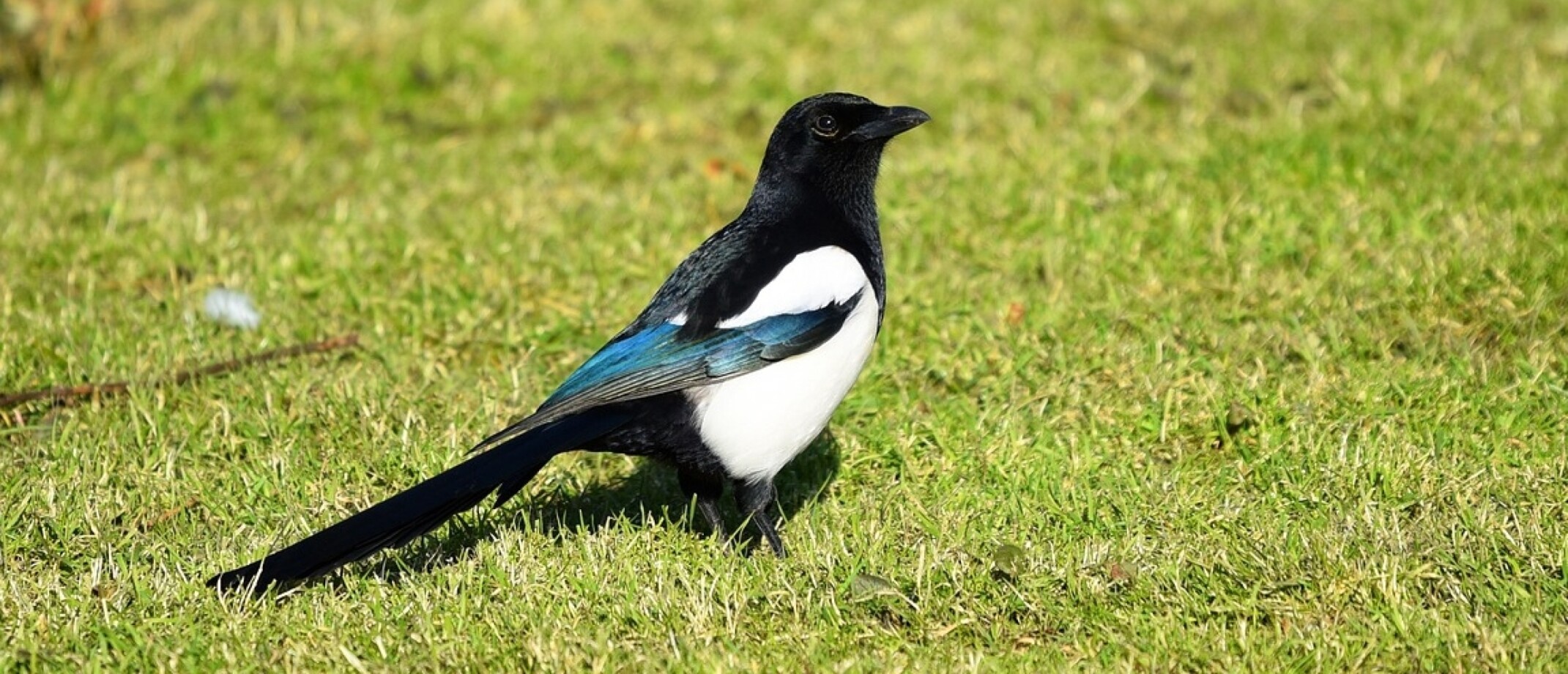 Alles over de Ekster | Vogel-blog