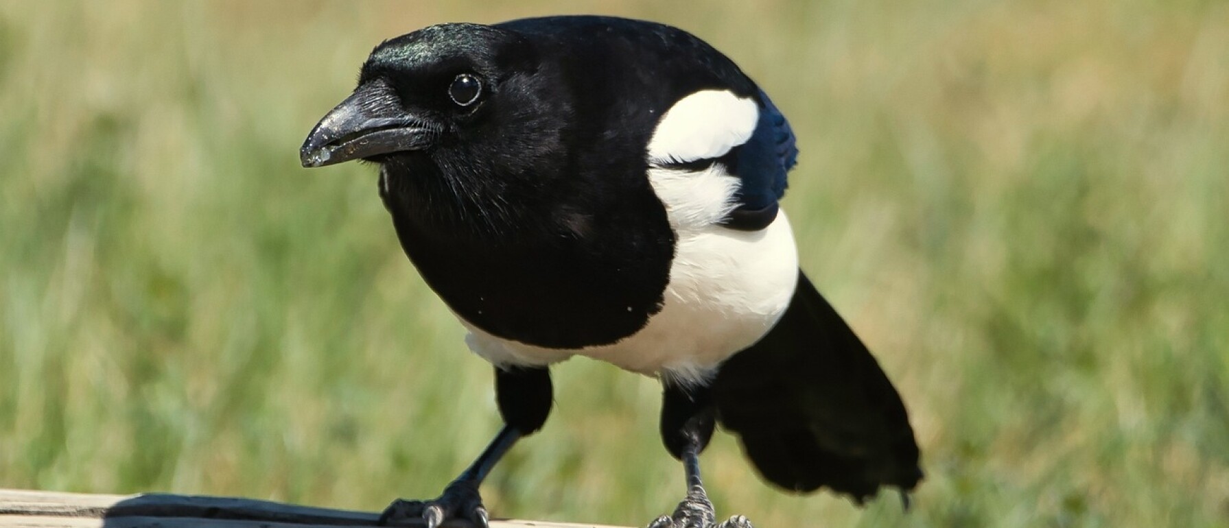 Alles over de Ekster | Vogel-blog