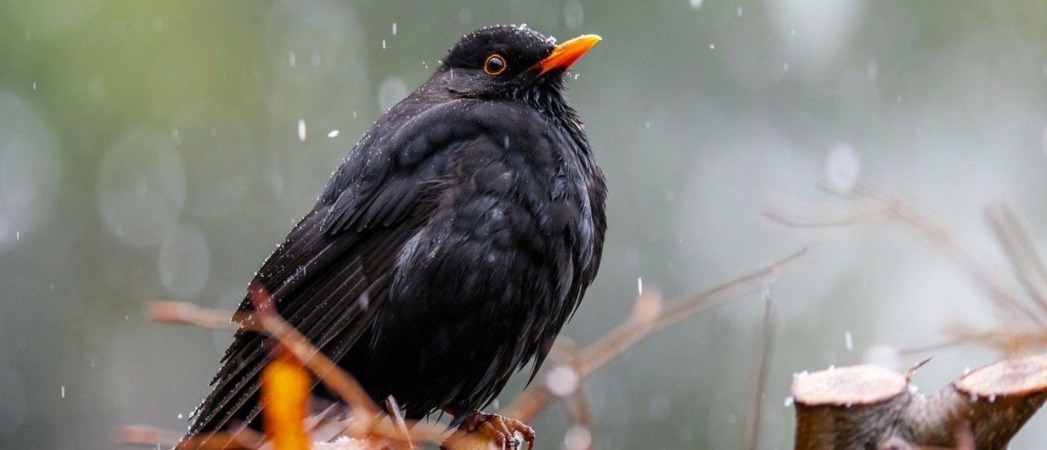 Hét blog over vogels in Nederland | Vogel-blog