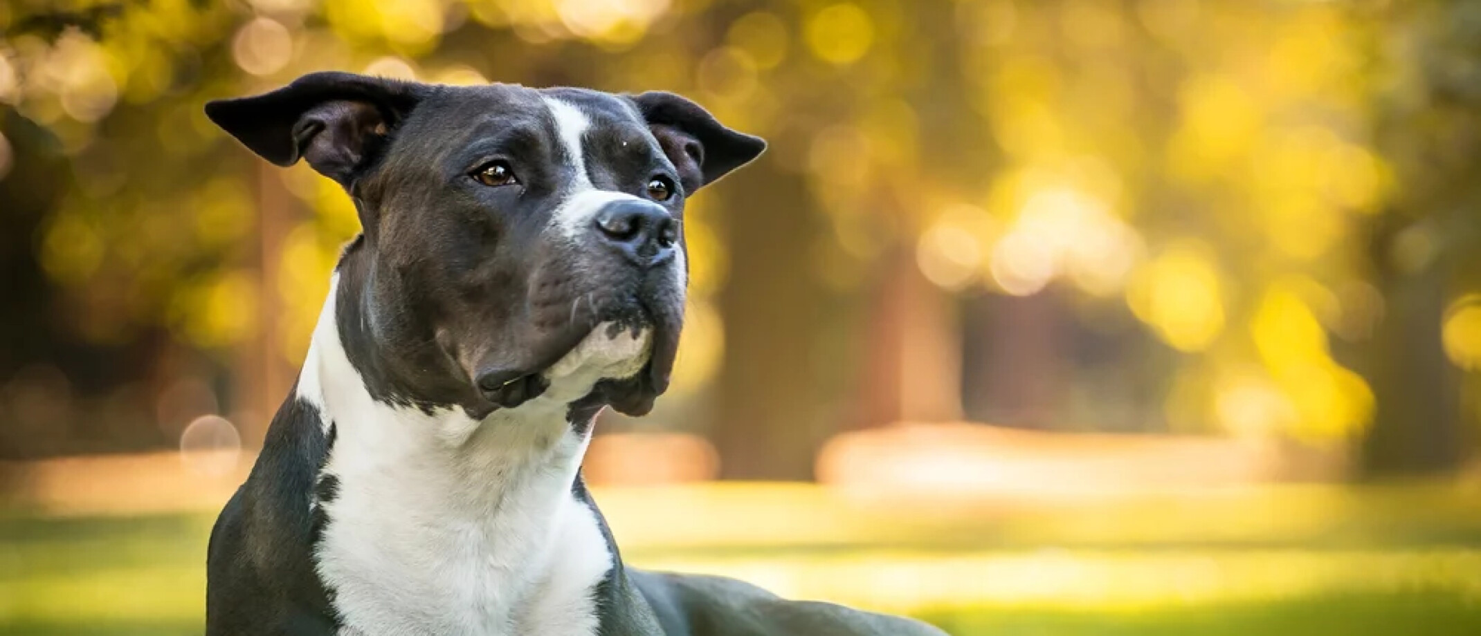 Wat zijn hoog risico honden?