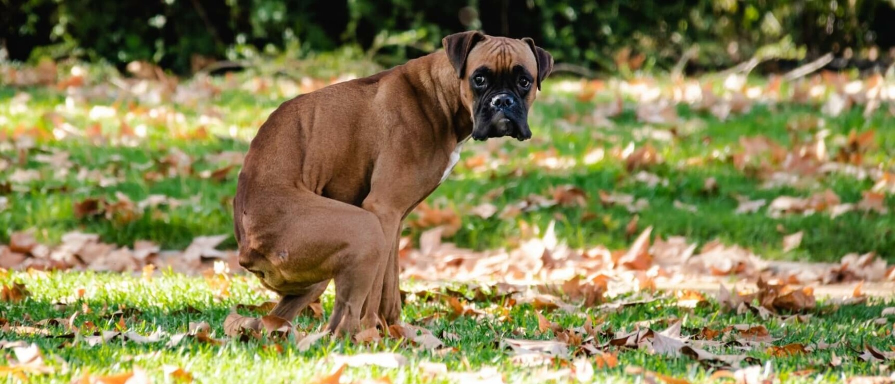 Hondenpoep; alles wat je moet weten over