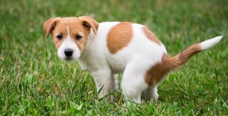 Hondenpoep; alles wat je moet weten over