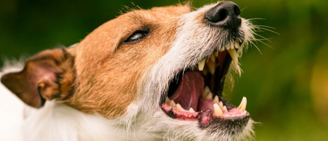 Blaffende hond, hoe krijg je hem stil? Waarom blaft hij zoveel?