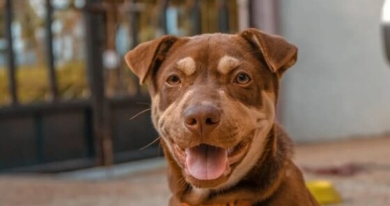 Poep eten, waarom doet mijn hond dat?