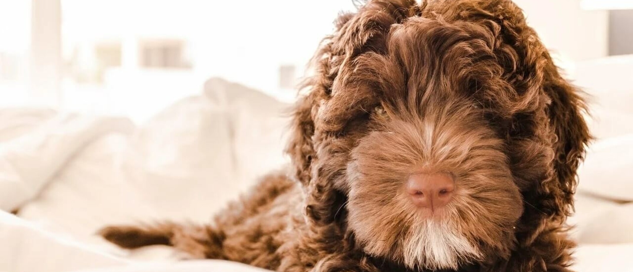 Zijn rashonden ziek? Is een kruising beter?