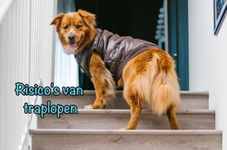 Hond laten traplopen, wel of niet doen?