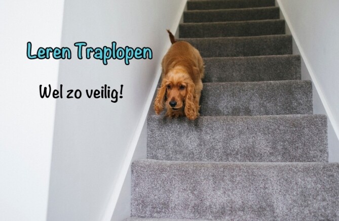 Hond laten traplopen, wel of niet doen?