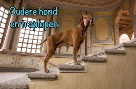 Hond laten traplopen, wel of niet doen?