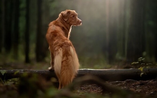 Je hond zit en af aanleren