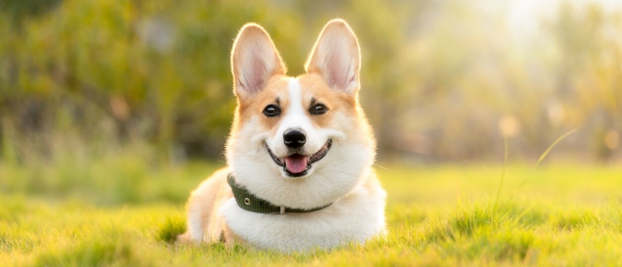 Je hond zit en af aanleren
