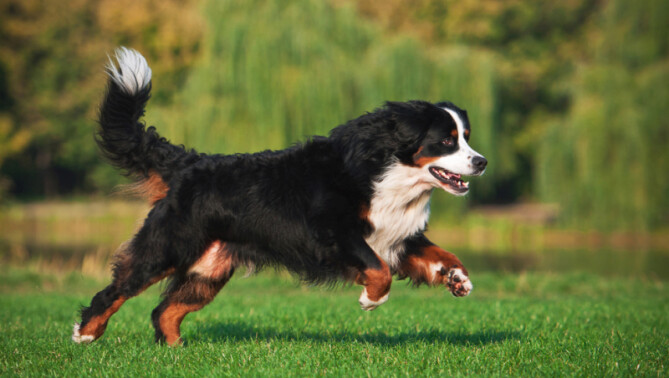 Berner Sennenhond