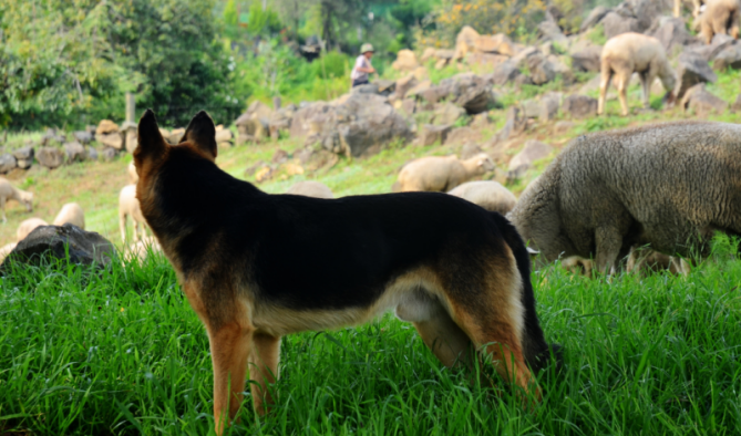 Duitse Herder
