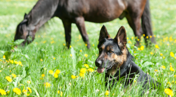 Duitse Herder