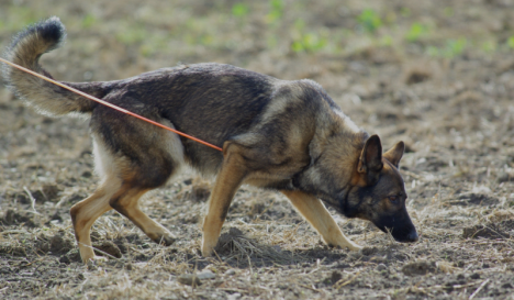 Duitse Herder