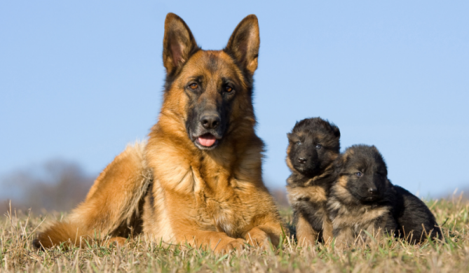 Duitse Herder