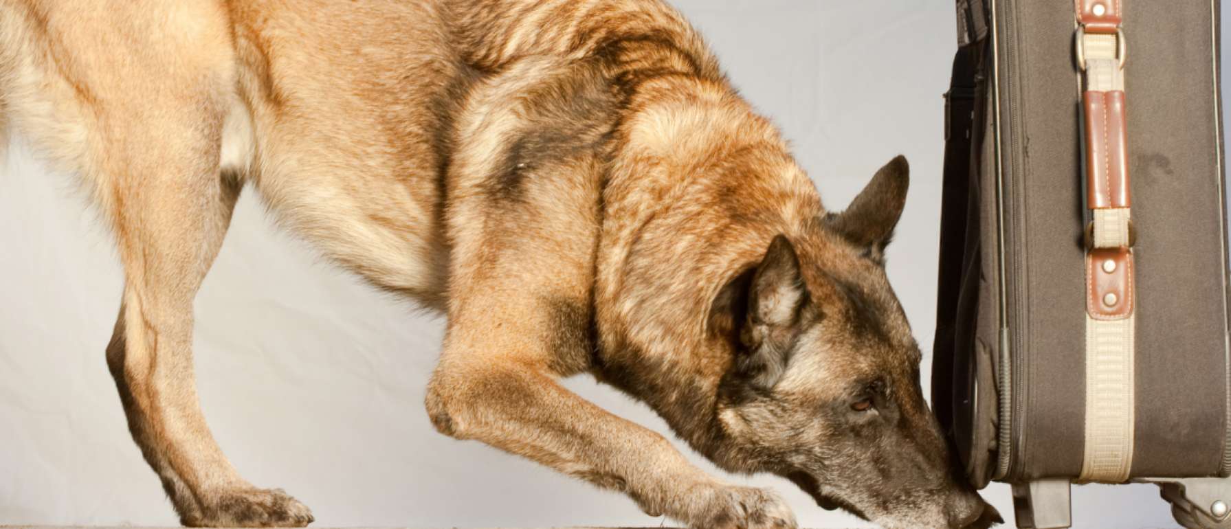 Detectie trainen met je hond