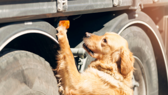 Detectie trainen met je hond
