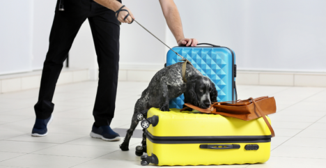 Detectie trainen met je hond