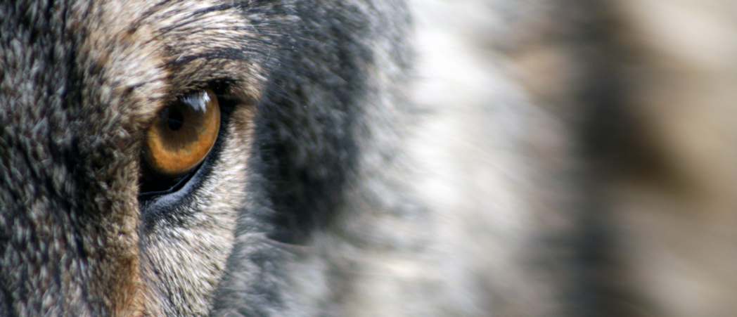 Wolf en hond