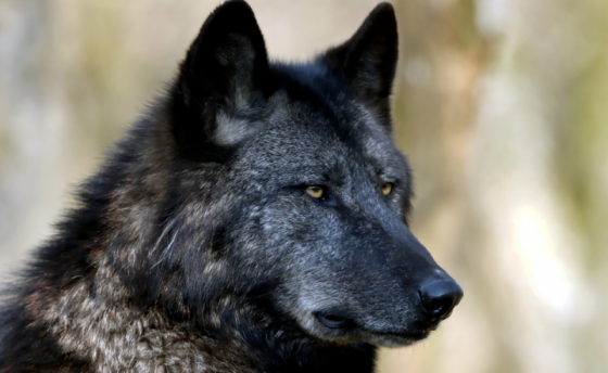 Wolf en hond