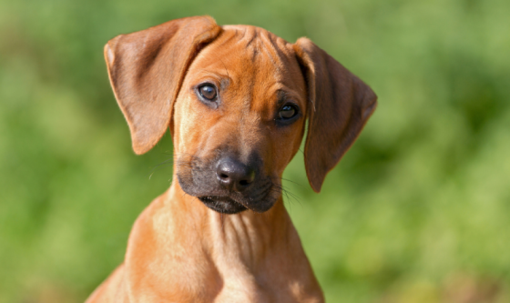 De Rhodesian ridgeback