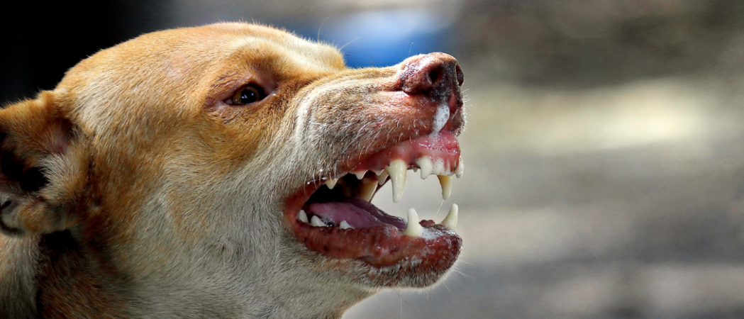 De zintuigen van je hond - reukvermogen