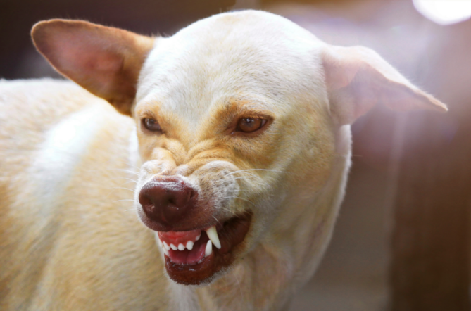 Hondentaal - agressieladder