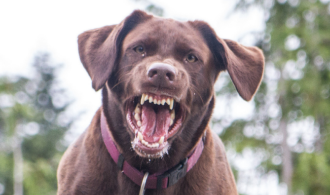 Hondentaal - agressieladder